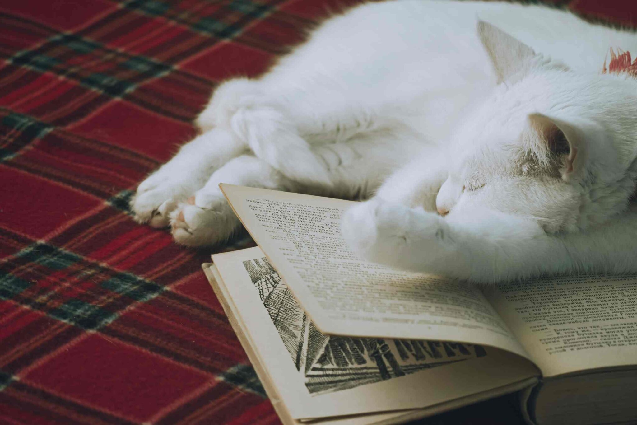 15 Famous Cat Characters In Books Who Stole Our Hearts | The Soul Index